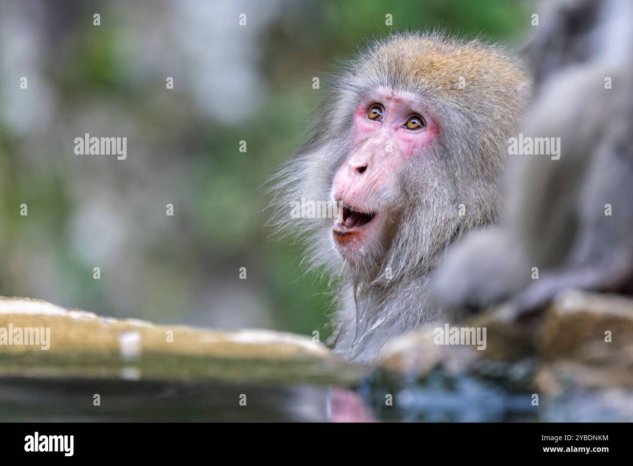 Close up of face of a Japanese Macaque or snow monkey in the steaming ...