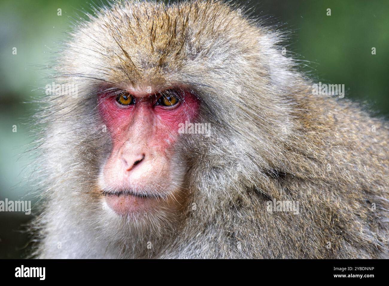 Close up of head of a Japanese Macaque or snow monkey with wet fur in ...