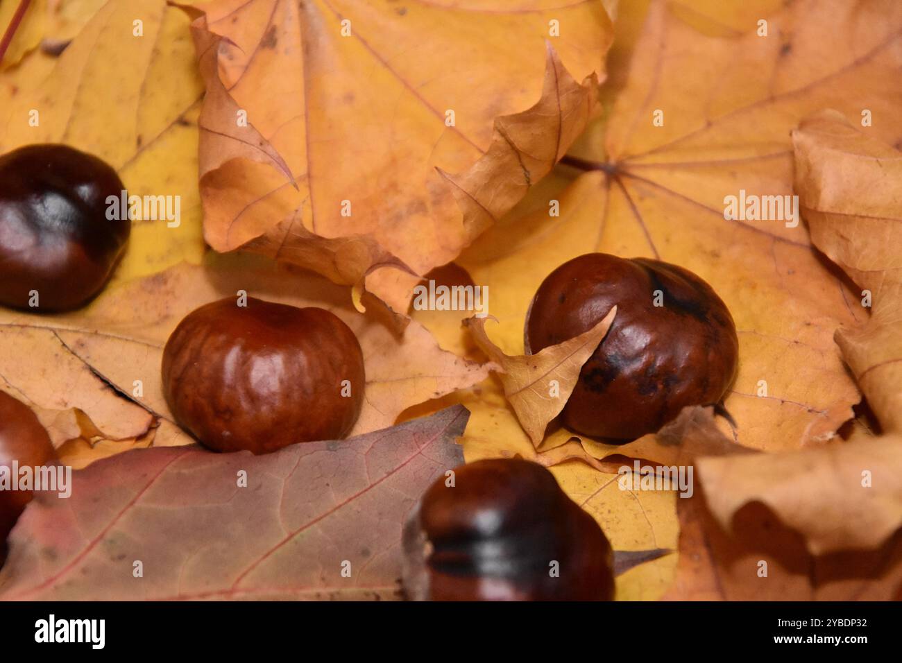 A collection of chestnuts resting atop a colorful pile of autumn leaves ...