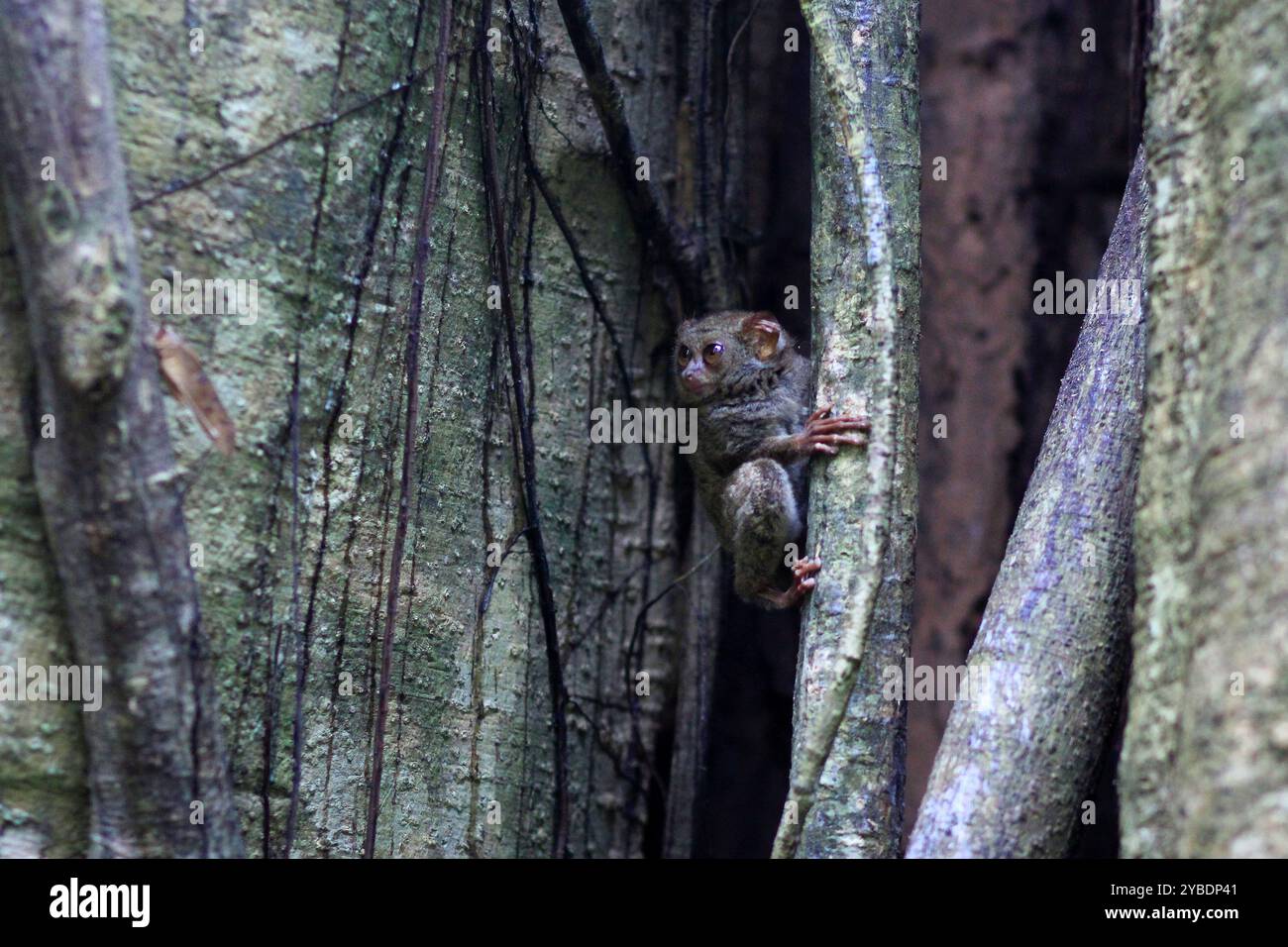 Tarsius Spectrum or Tarsius tarsier perched between tree trunks in ...