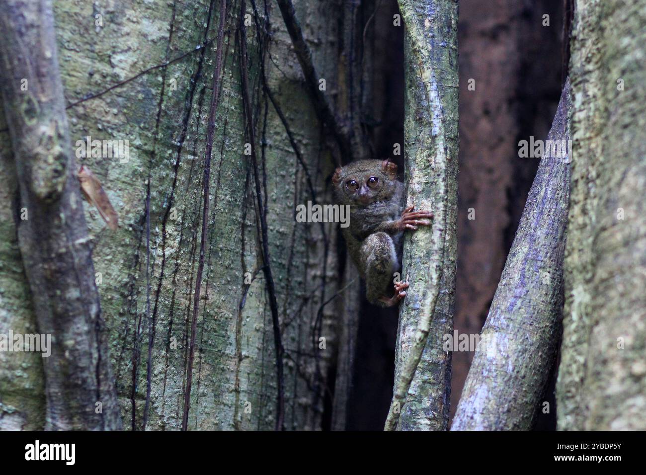 Tarsius Spectrum or Tarsius tarsier perched between tree trunks in ...