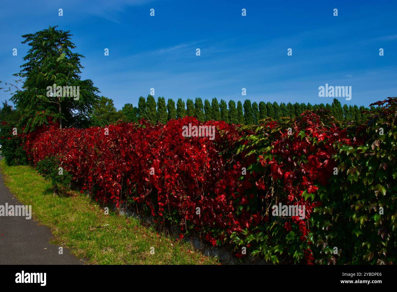 Japanese poplar tree hi-res stock photography and images - Alamy