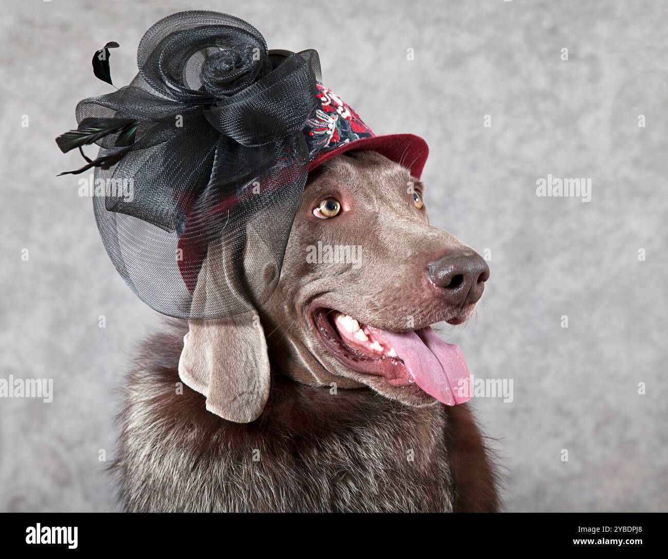 Portrait of Weimaraner dog wearing clothes of Victorian style Stock ...