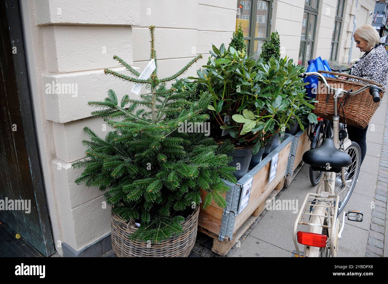 Copenhagen/ DenmarK/18 October 2024/Tiny christmas tree displace for ...
