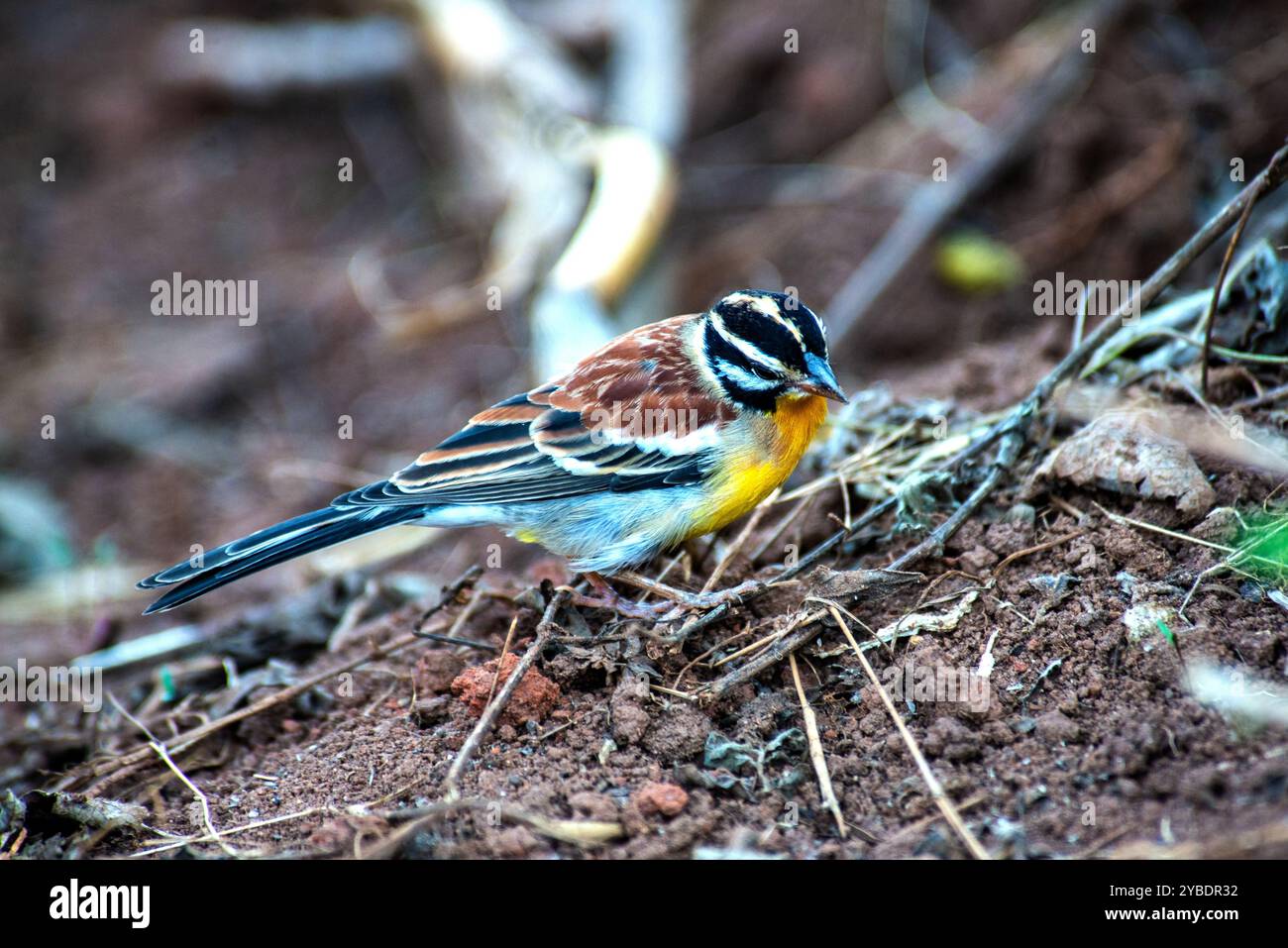 African golden breasted bunting hi-res stock photography and images - Alamy