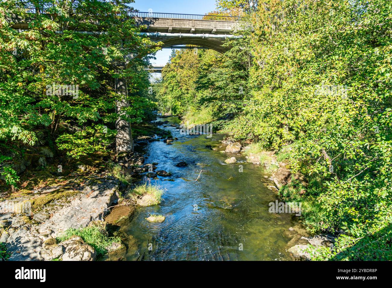 Salmon fish under a bridge return home to spawn in Tumwater, Washington ...