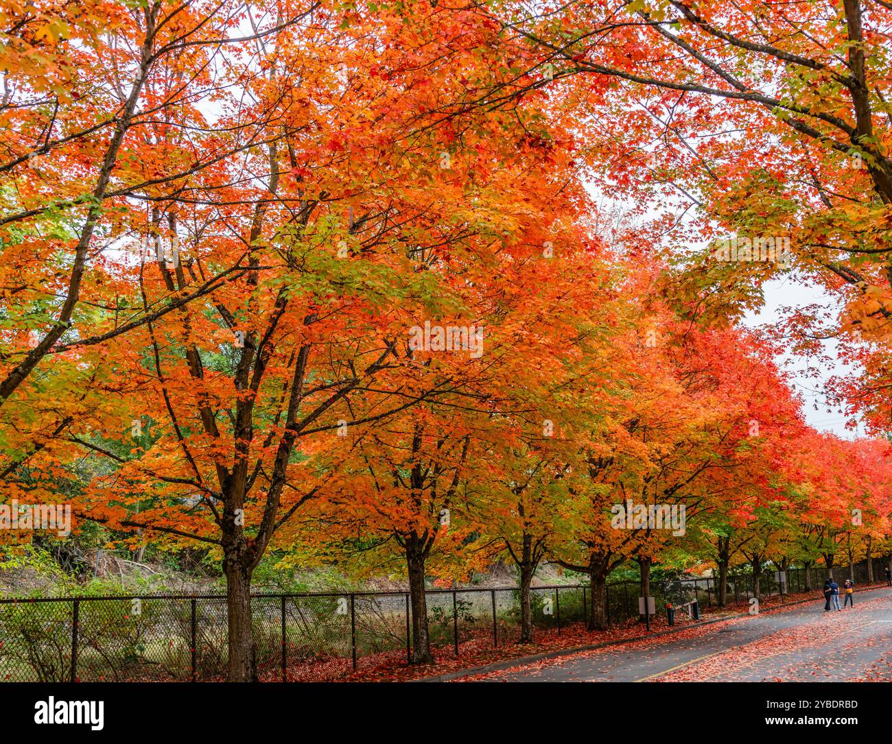 Trees with brilliant fall colors at Coulon Park in Renton, Washington Stock Photo - Alamy