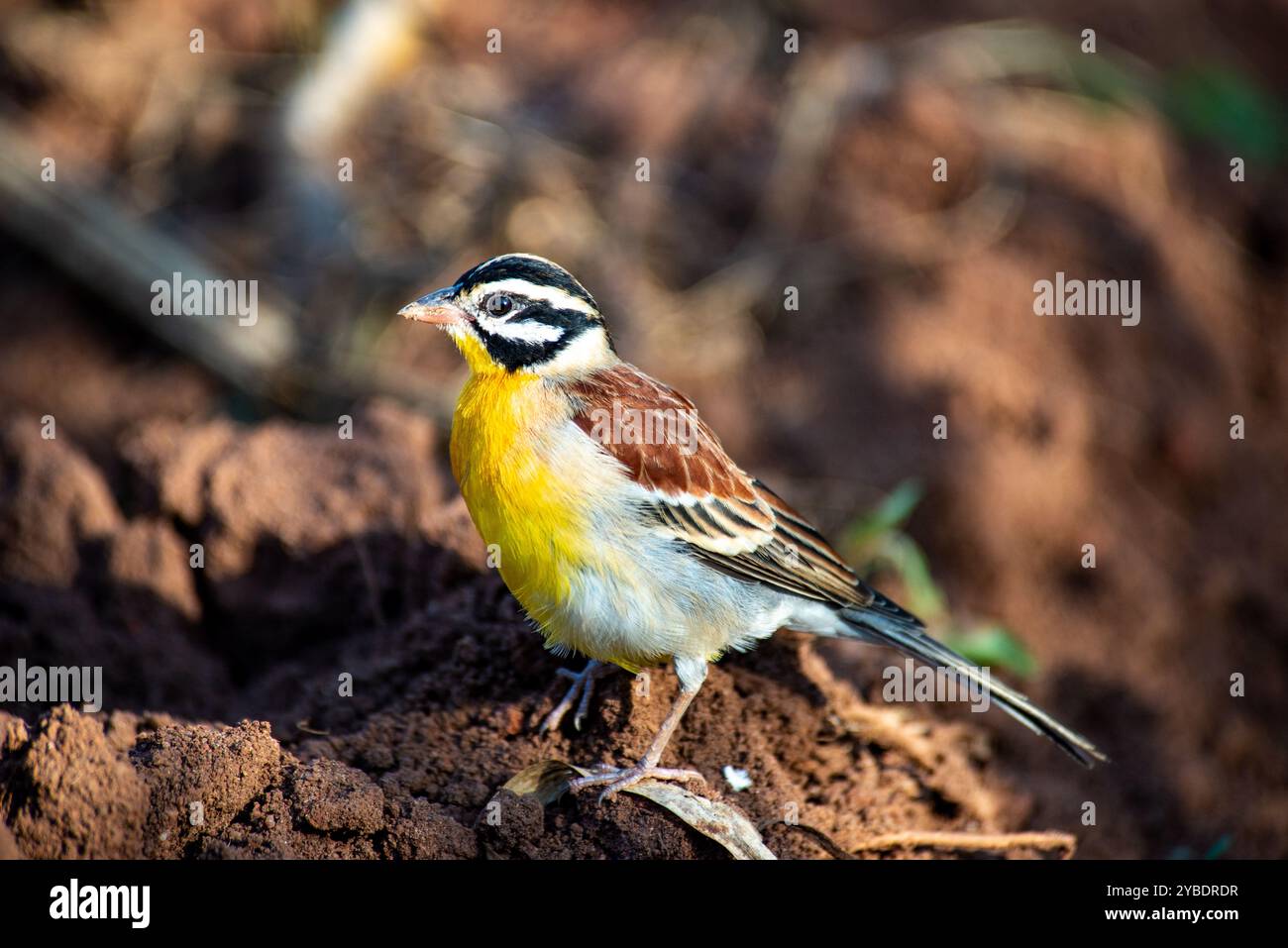 African golden breasted bunting hi-res stock photography and images - Alamy