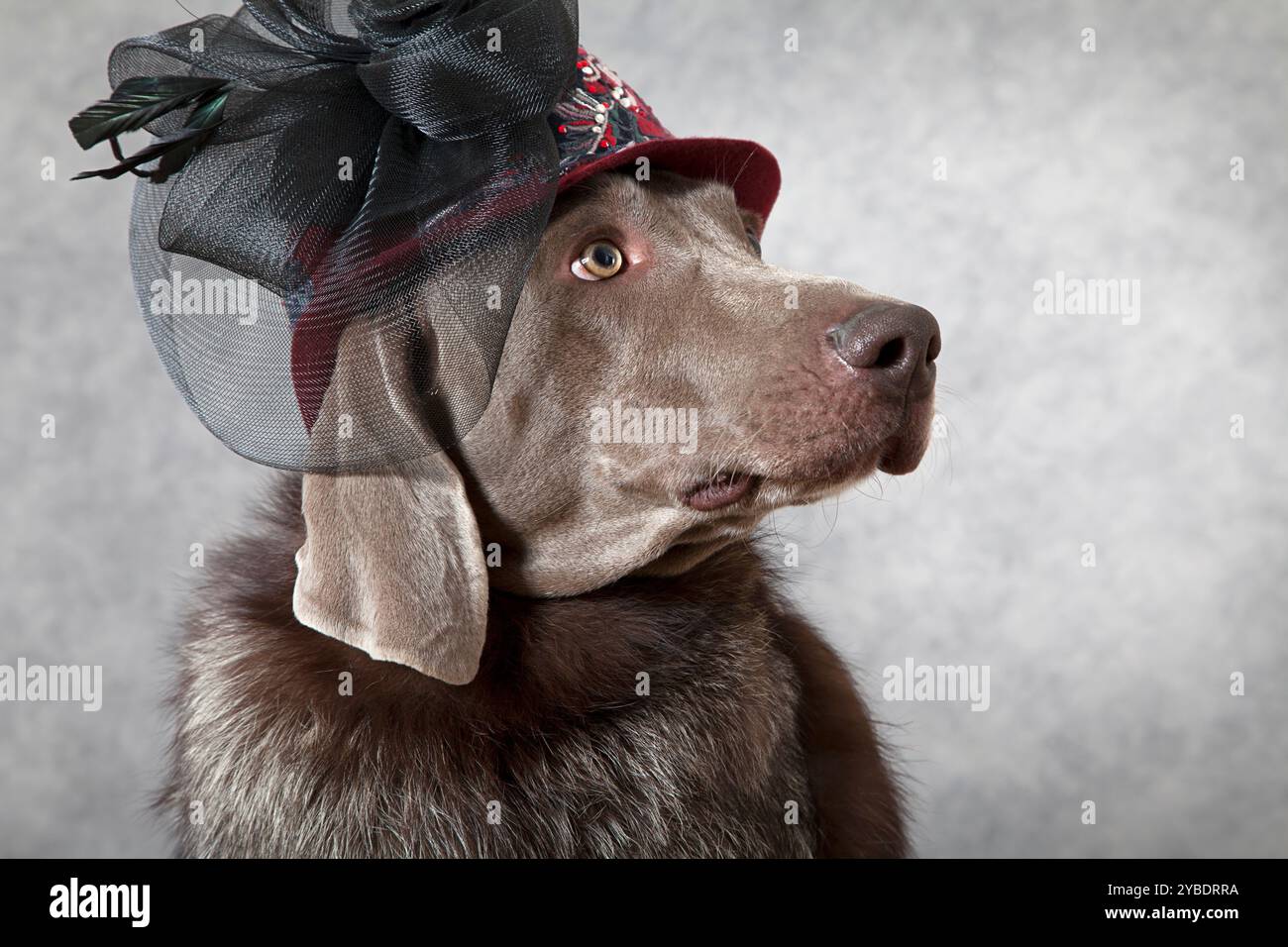 Weimaraner dog wearing clothes of Victorian style Stock Photo - Alamy
