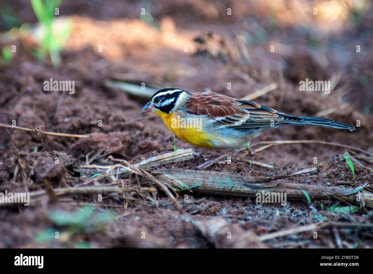 African golden breasted bunting in hi-res stock photography and images ...