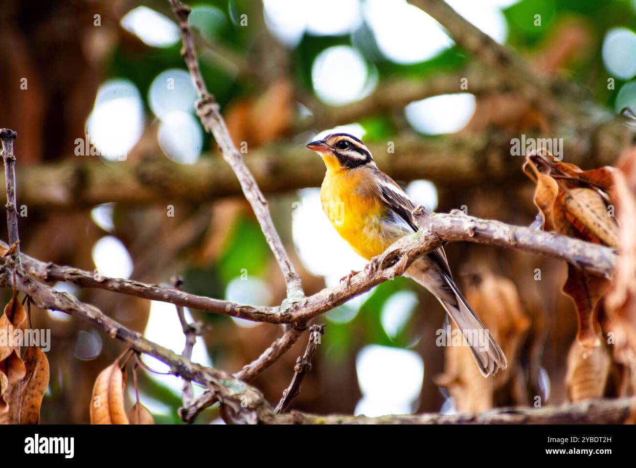 African golden breasted bunting in hi-res stock photography and images ...