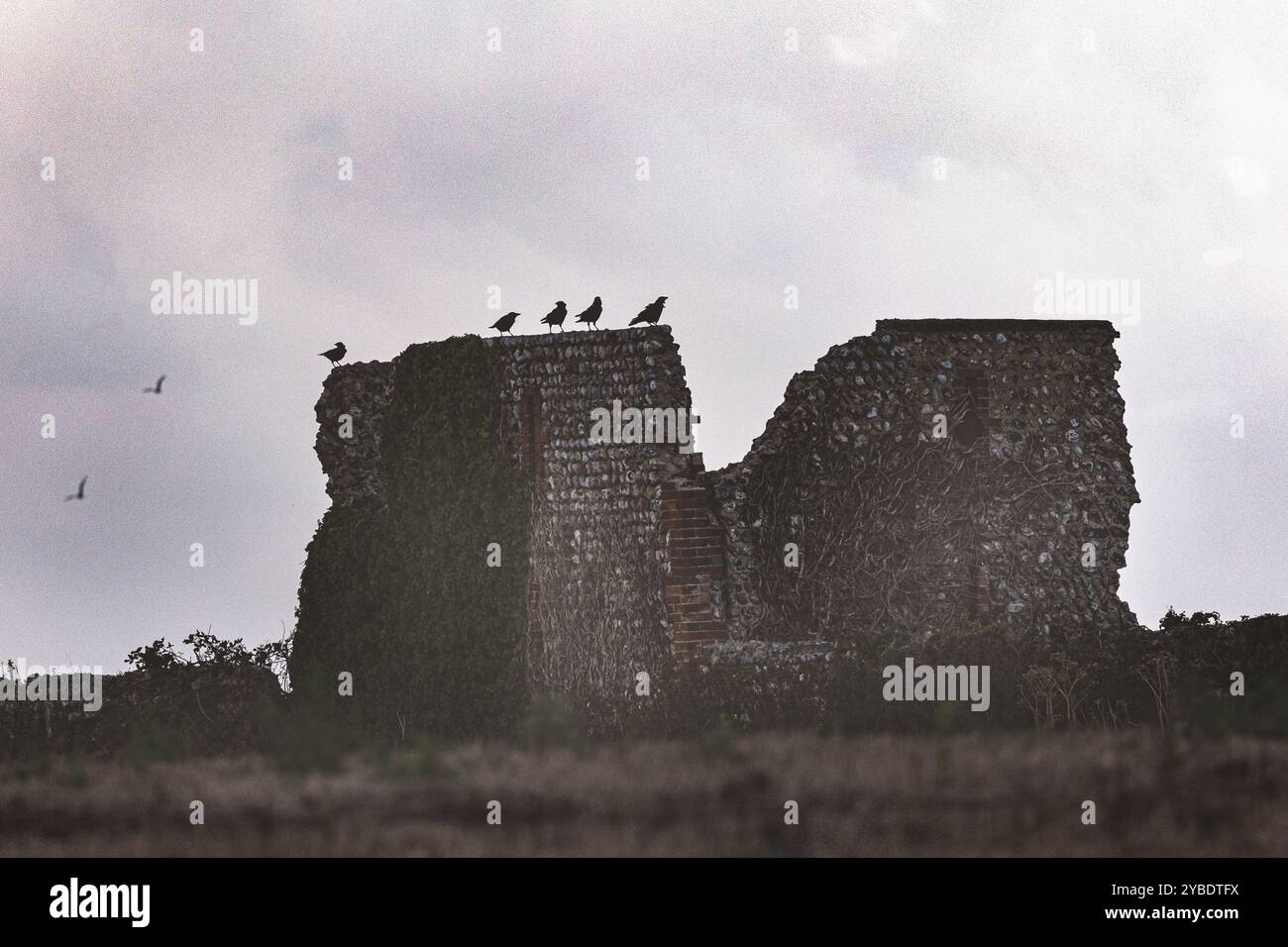Crows resting on a ruin in the West Sussex countryside Stock Photo - Alamy