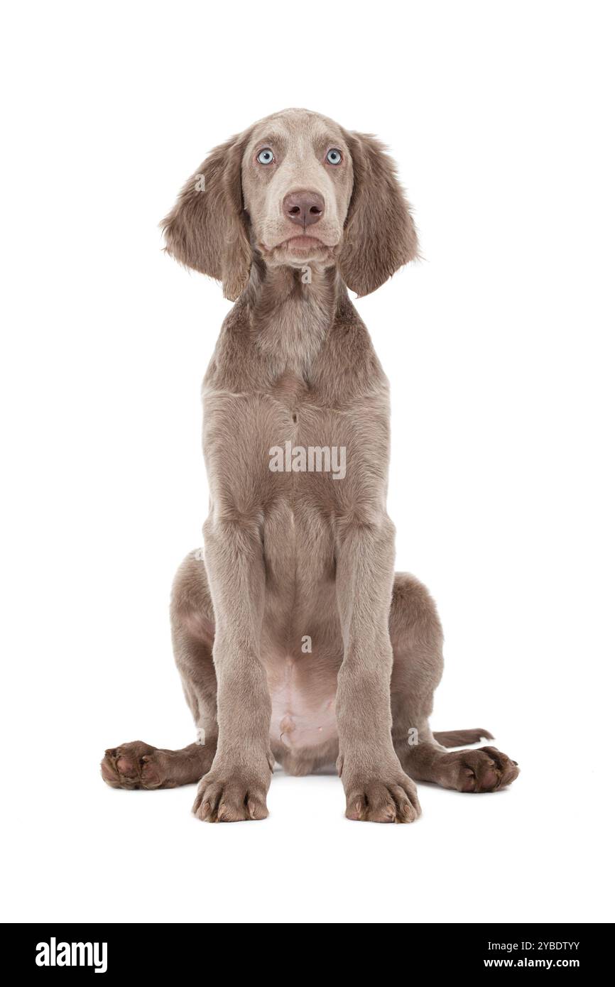 Portrait of Weimaraner puppy, three months old, sitting in front of ...