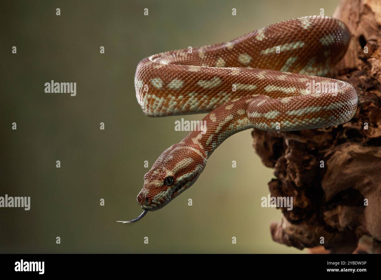 Tongue in and out smooth snake hi-res stock photography and images - Alamy