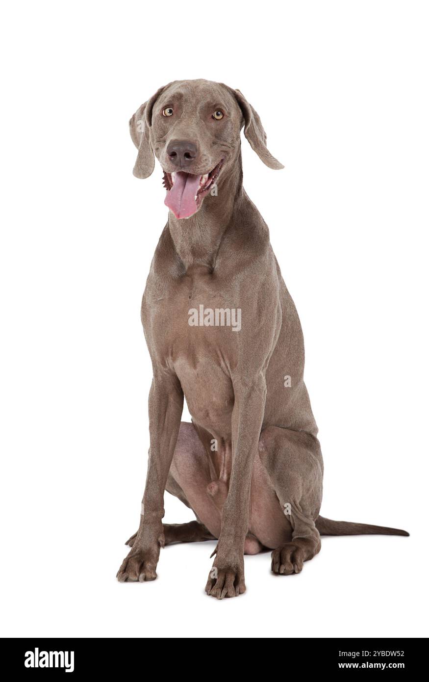 Old weimaraner dog Cut Out Stock Images & Pictures - Alamy