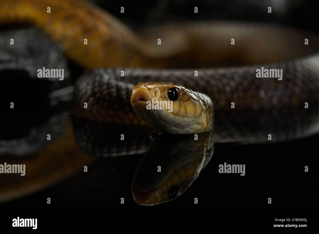 A snake moves smoothly through water, creating subtle ripples around it ...