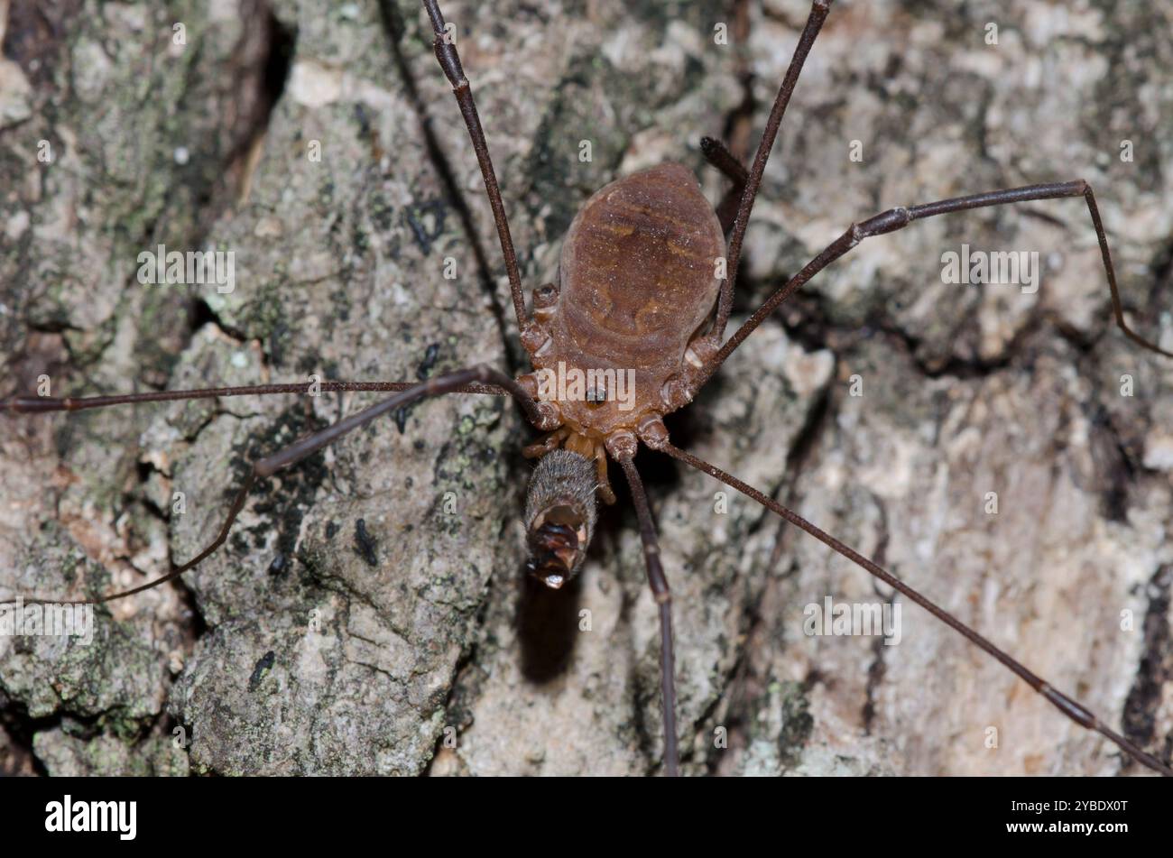 Harvestman eating hi-res stock photography and images - Alamy