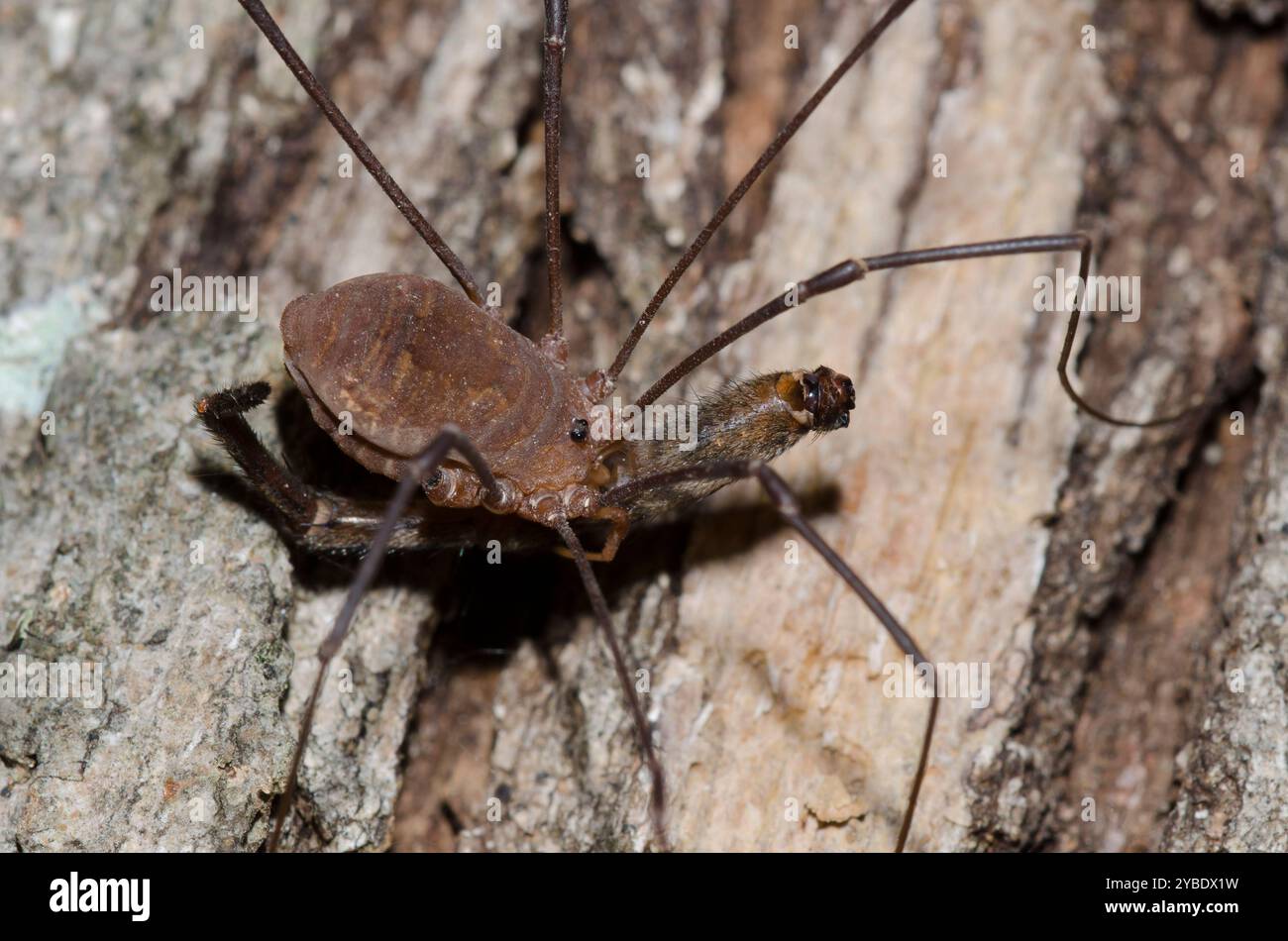 Harvestman eating hi-res stock photography and images - Alamy