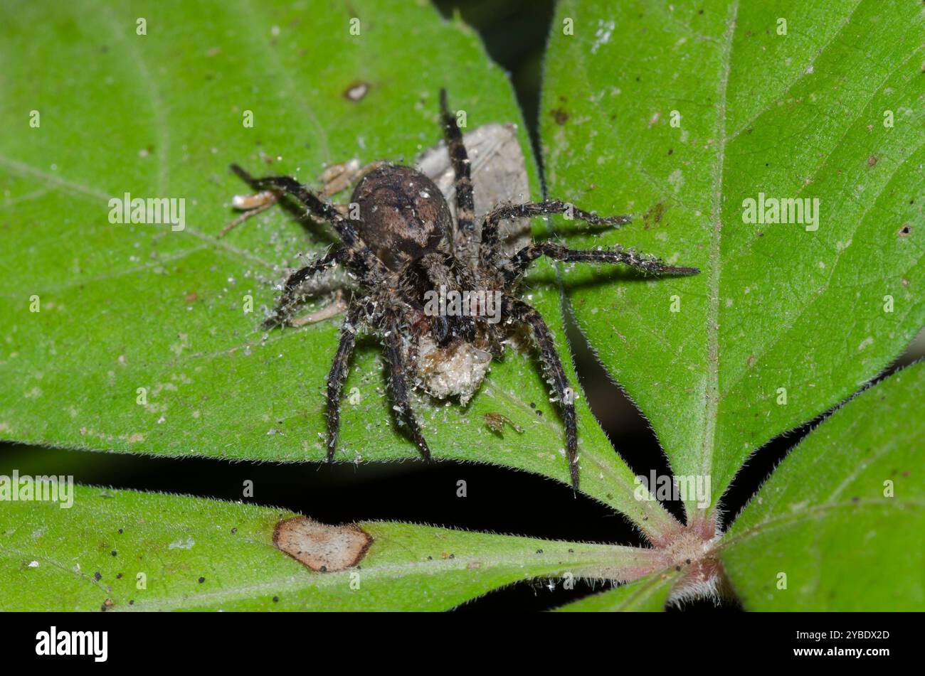 Wolf spider eating hi-res stock photography and images - Alamy