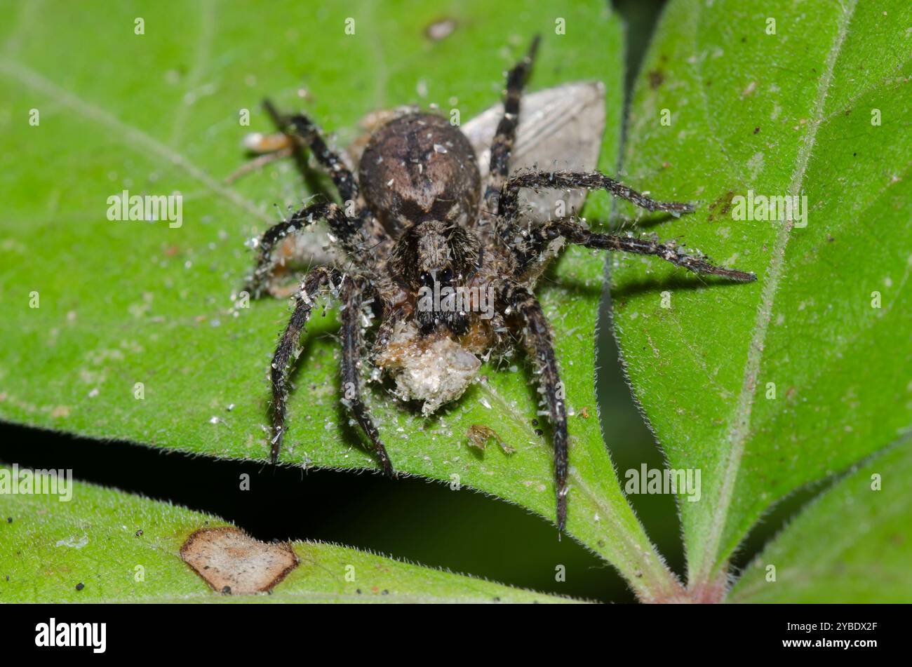 Wolf Spider, Gladicosa pulchra, with moth prey Stock Photo - Alamy