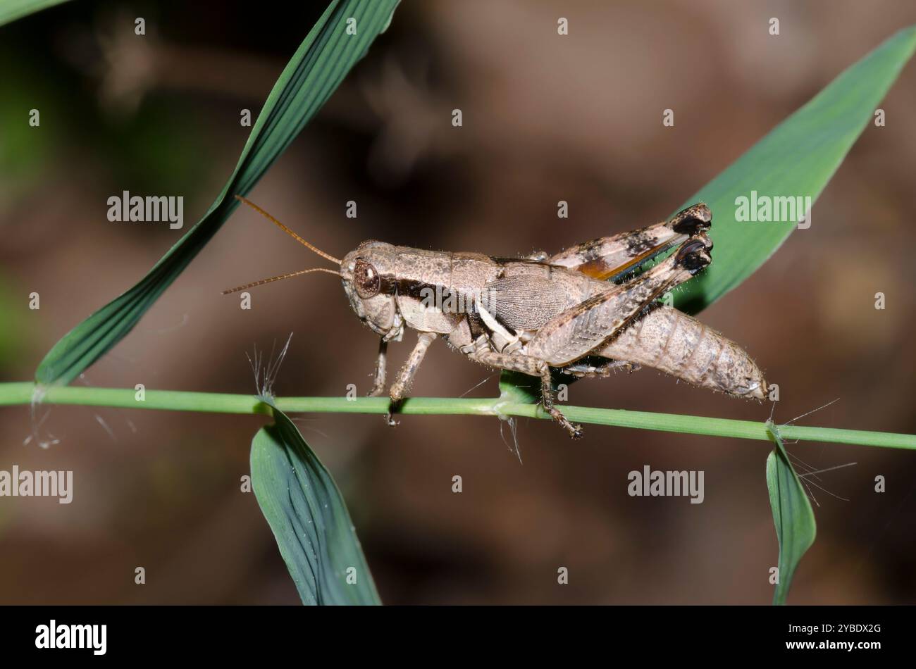 Spur-throated Grasshopper, Melanoplus sp., female Stock Photo - Alamy