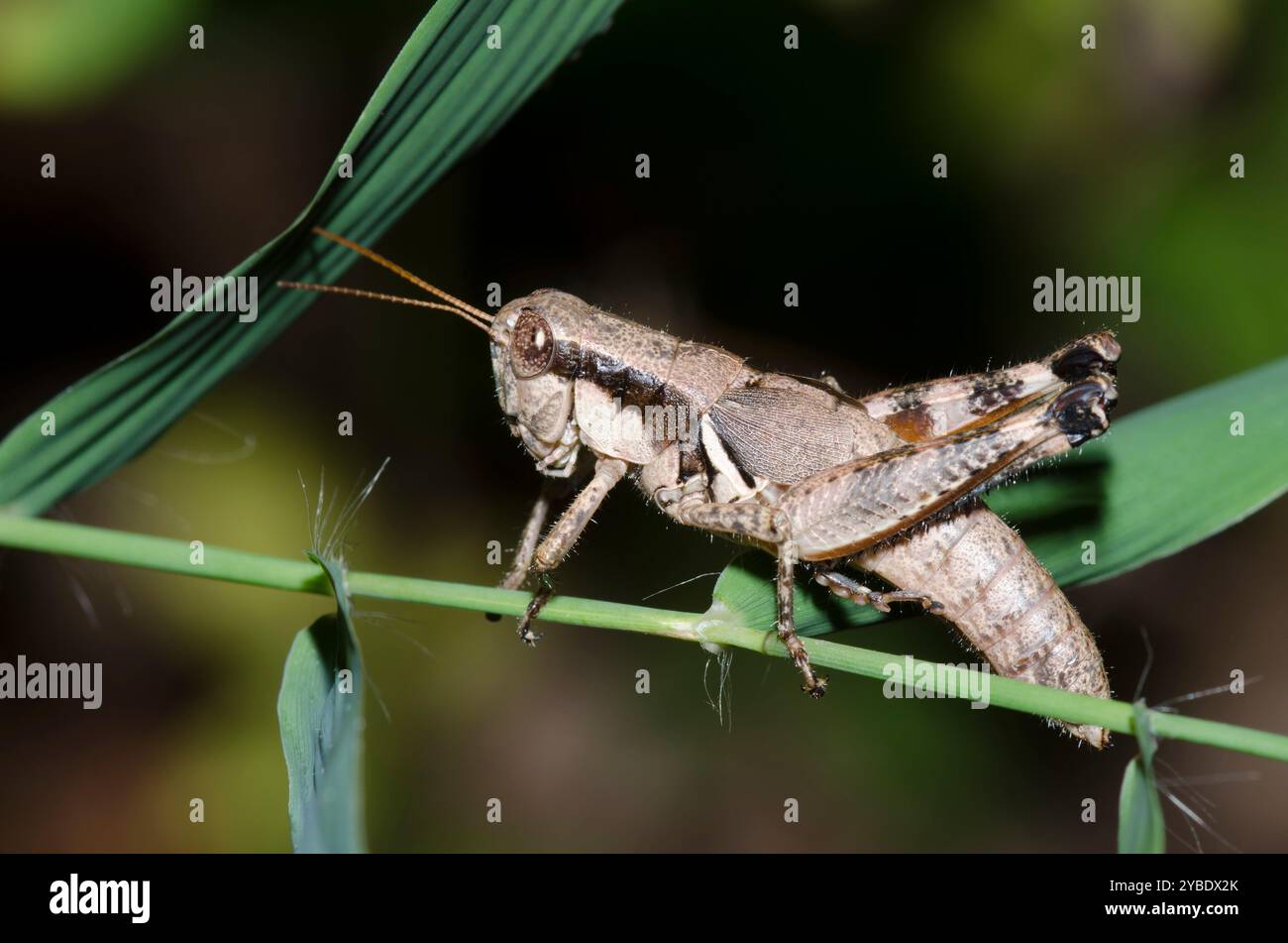 Spur-throated Grasshopper, Melanoplus sp., female Stock Photo - Alamy