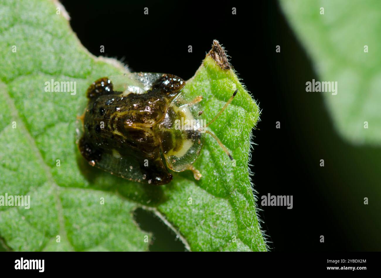 Helocassis clavata hi-res stock photography and images - Alamy
