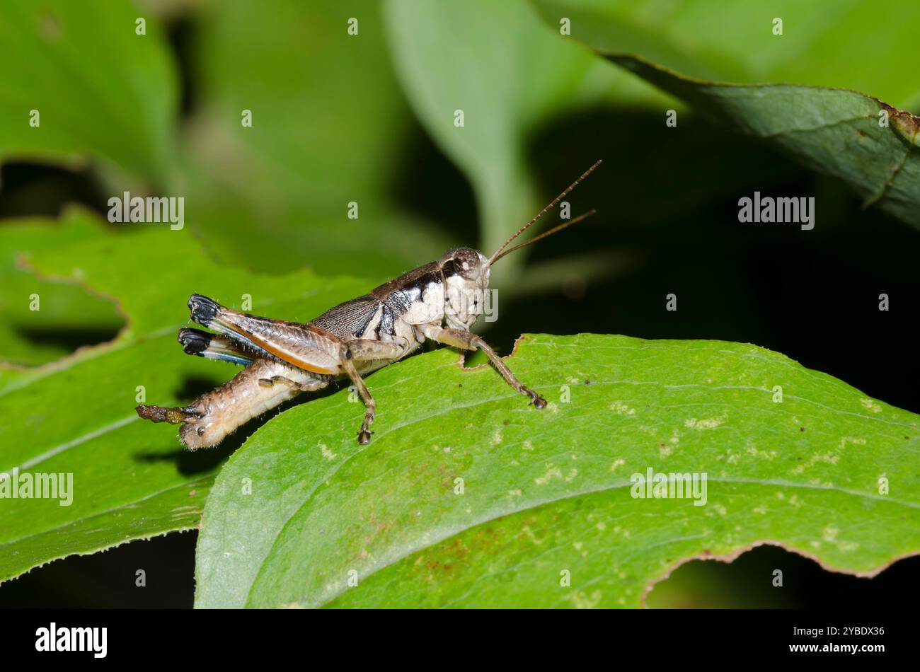 Spur-throated Grasshopper, Melanoplus sp., male defecating Stock Photo ...