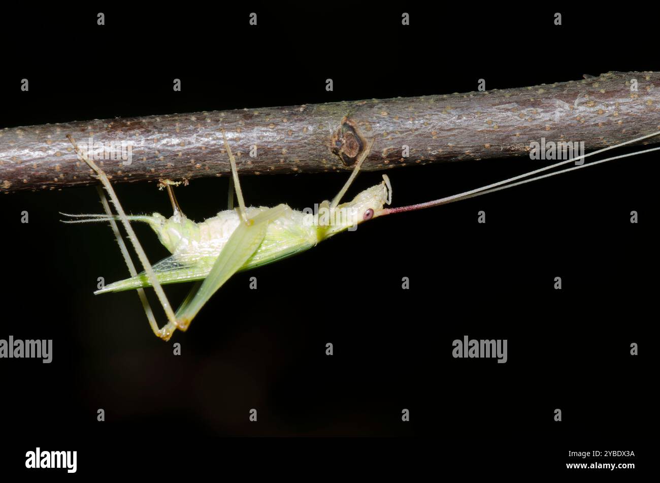 Common Tree Cricket, Oecanthus sp., female ovipositing in Eastern ...