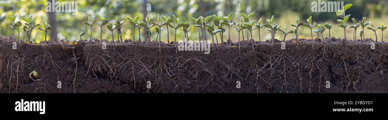 young soybean plants in soil with roots Stock Photo - Alamy