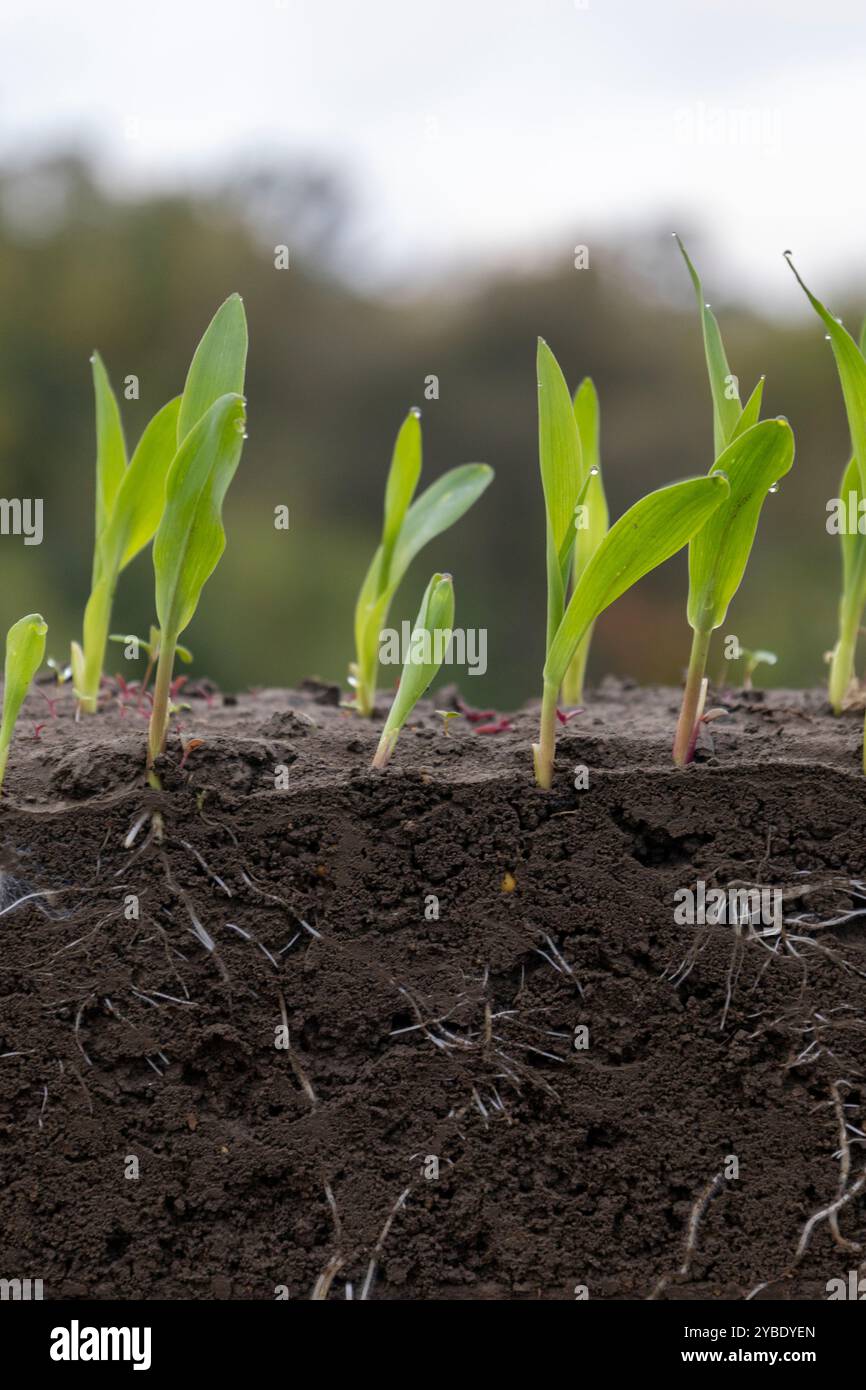 young corn plants in soil with roots Stock Photo - Alamy