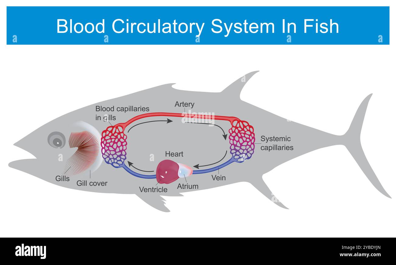Blood Circulatory System In Fish. Education related to blood ...