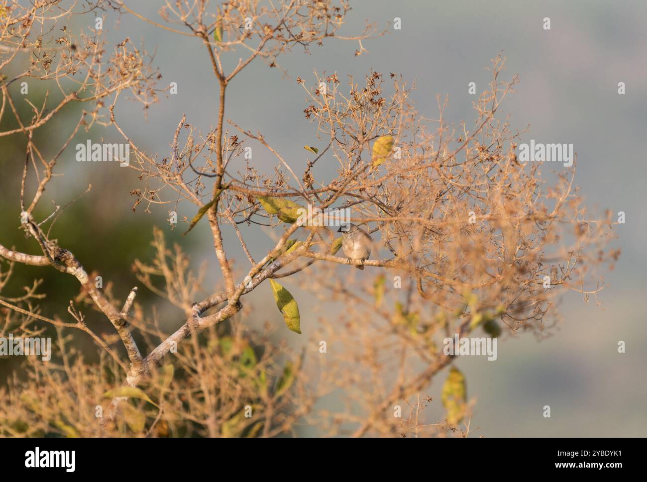 Tangara cenicienta hi-res stock photography and images - Alamy
