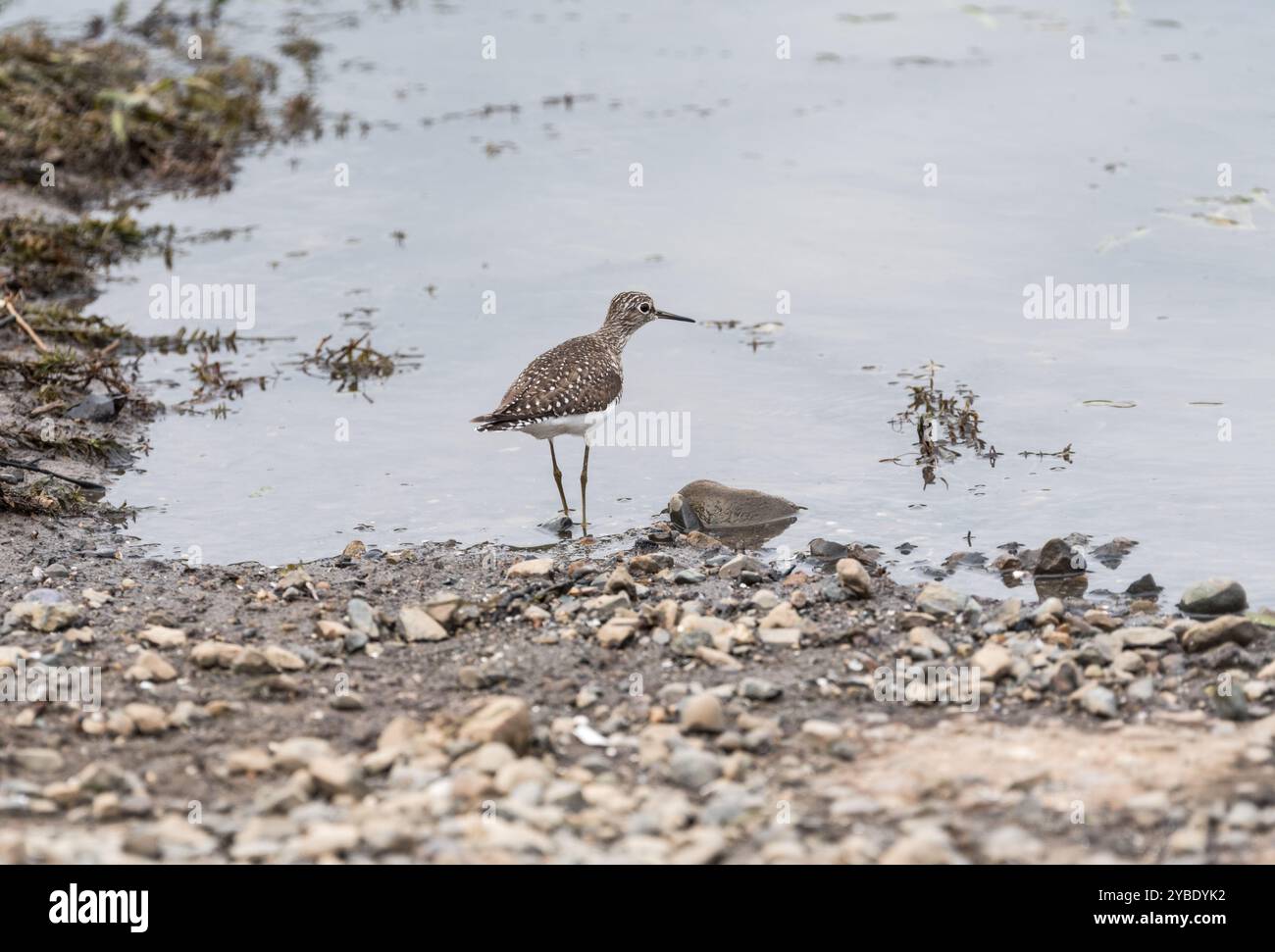 Spotted Sandpiper (Actitis macularia) by the river in Soberania ...