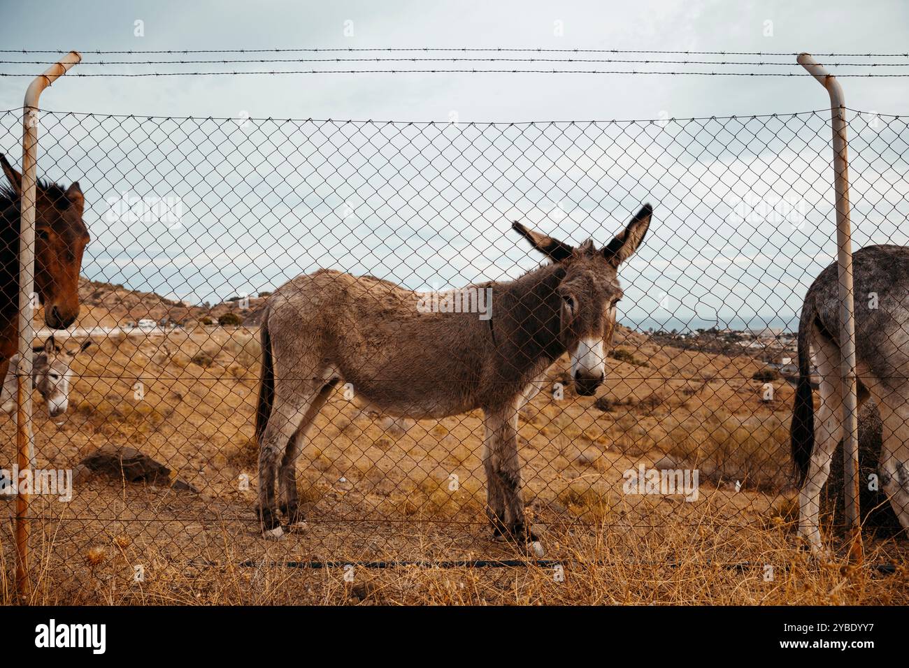 Majestic Donkey Portrait in Nature - Capturing the Beauty of Wildlife ...