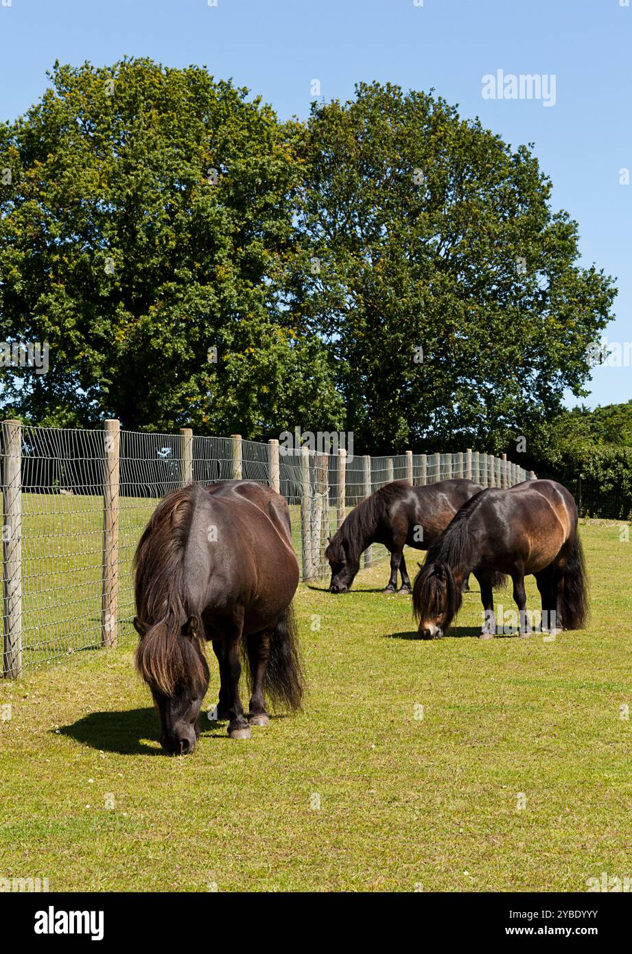 Three Shetland Ponies Stock Photo - Alamy