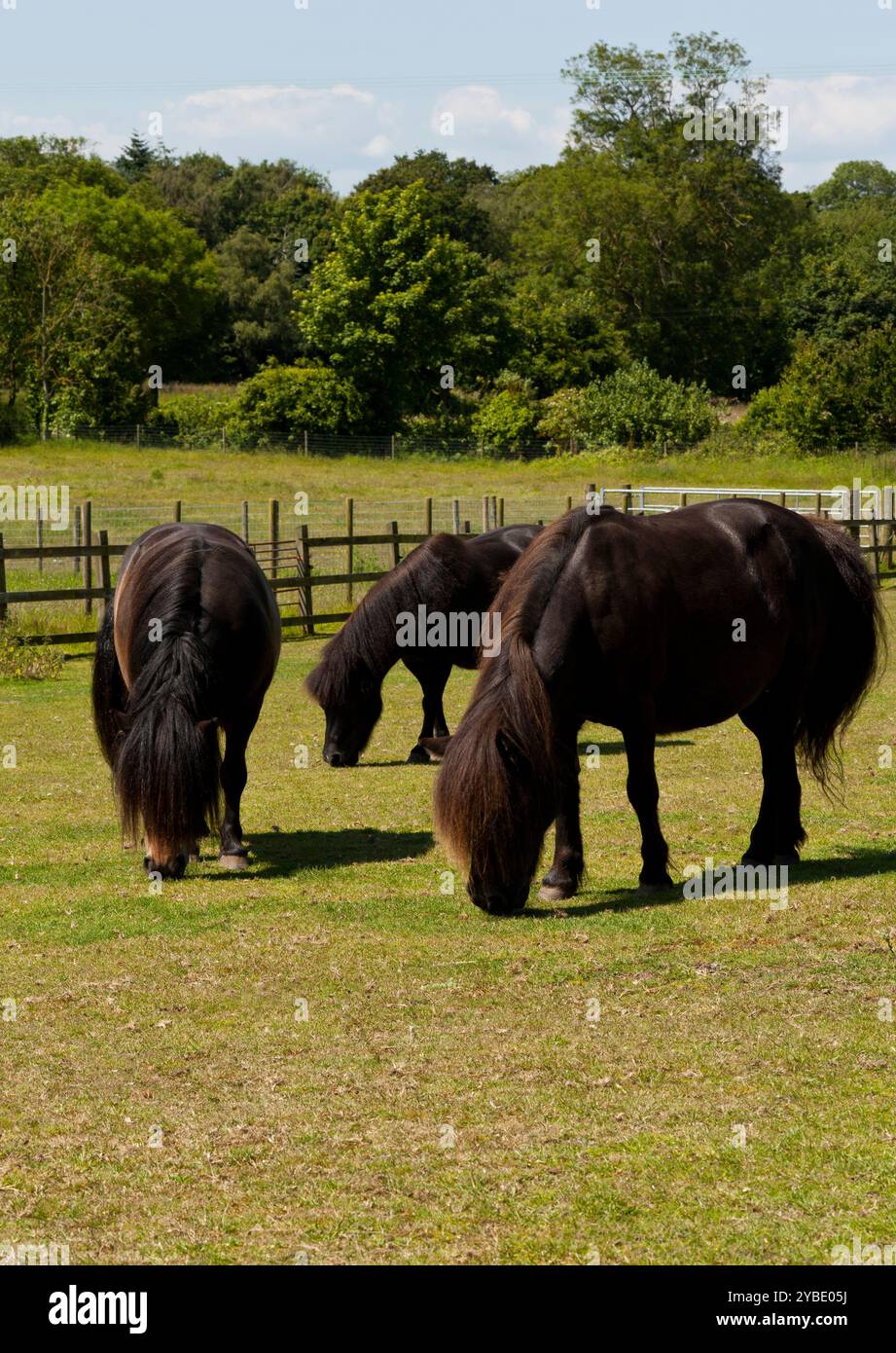 Three Shetland Ponies Stock Photo - Alamy