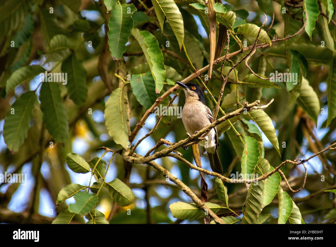 Northern Puff back ( Dryoscopus gambensis) in Kasangati - Kampala ...