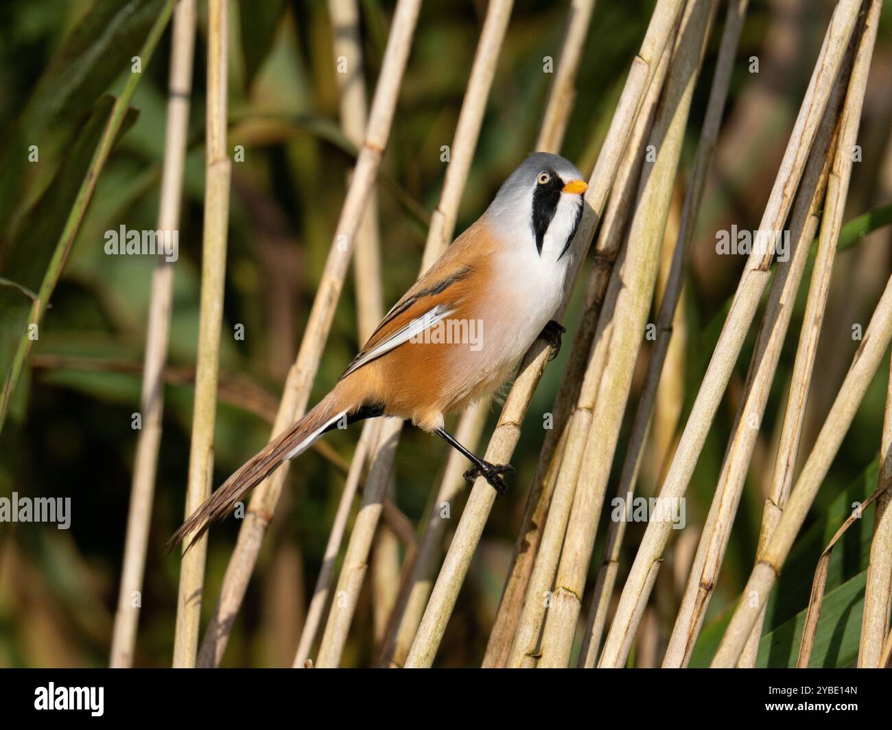 beautiful bearded reedling [ panurus biarmicus ] on the Somerset levels ...