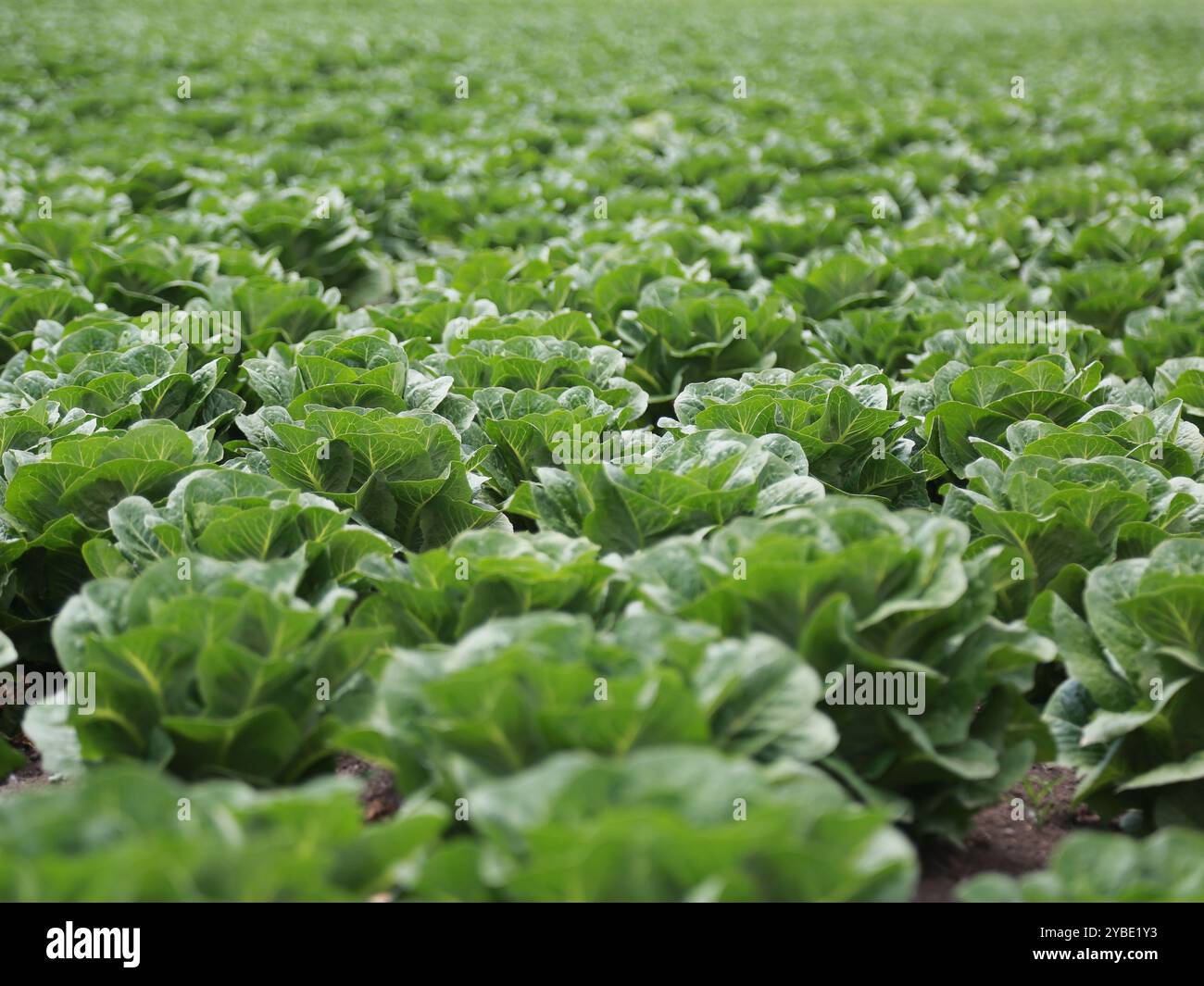 Ush agriculture hi-res stock photography and images - Alamy