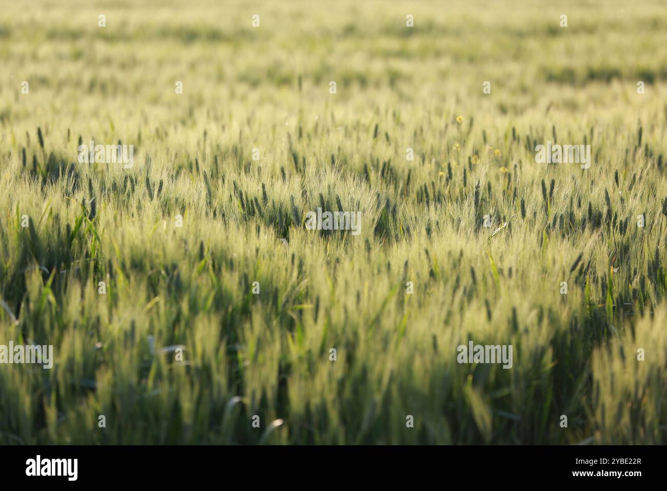 Bekaa valley fields lebanon hi-res stock photography and images - Alamy