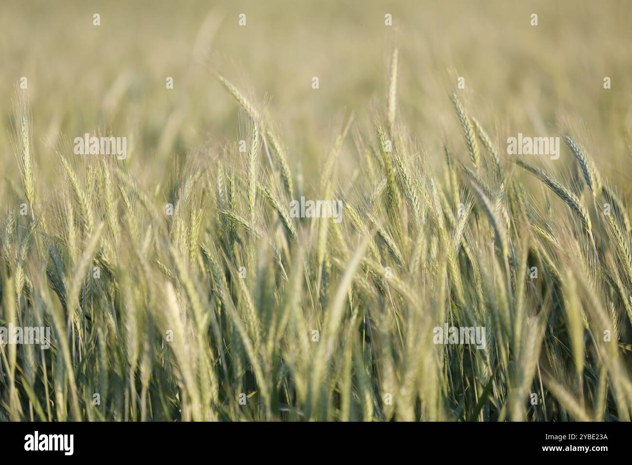 Wheat field green agricultural field hi-res stock photography and ...
