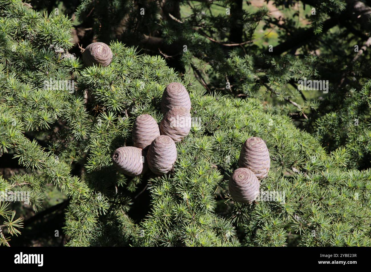 Cedar Branch Conifers, Barouk, Lebanon Stock Photo - Alamy