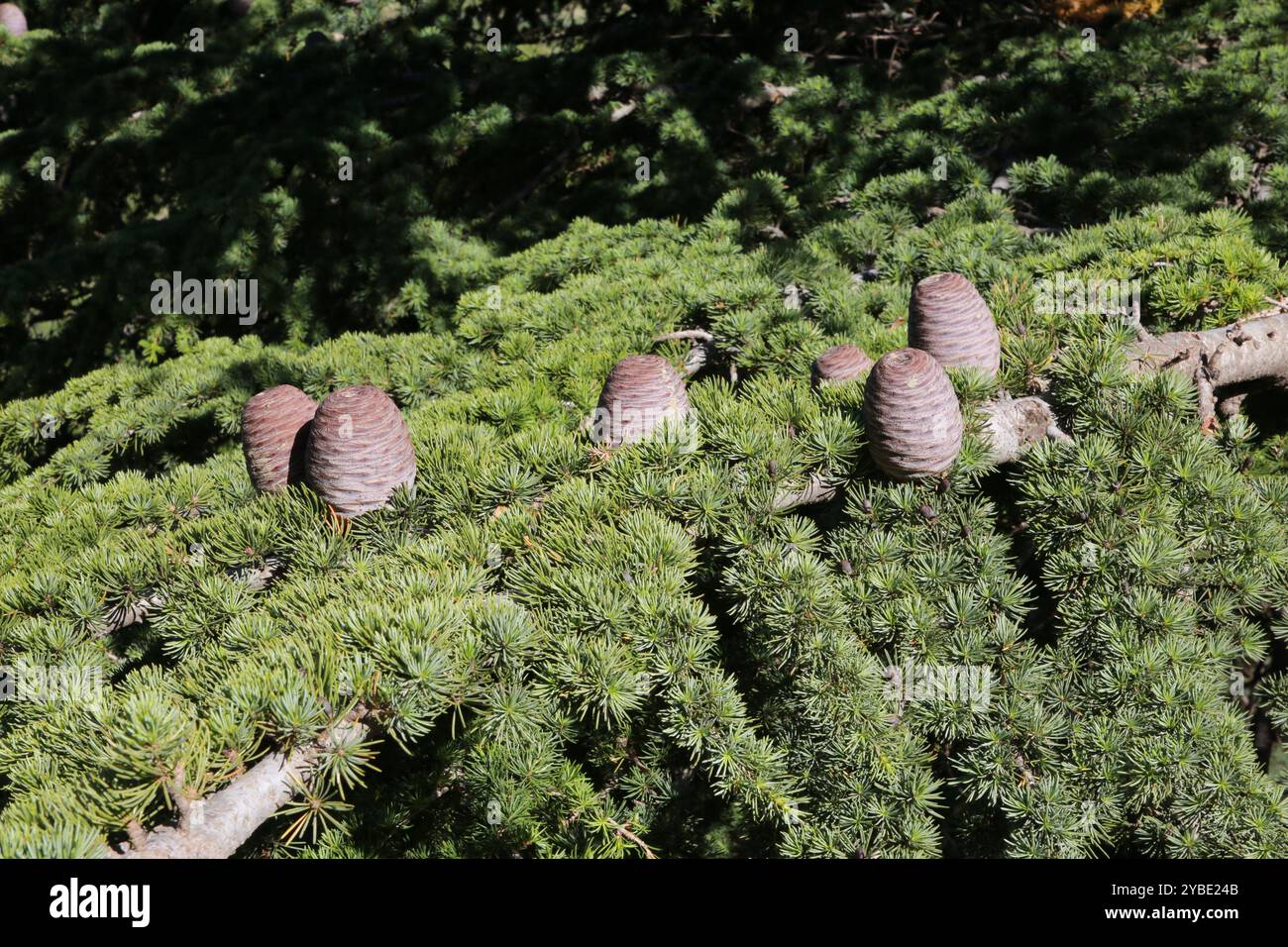Cedar branch hi-res stock photography and images - Alamy