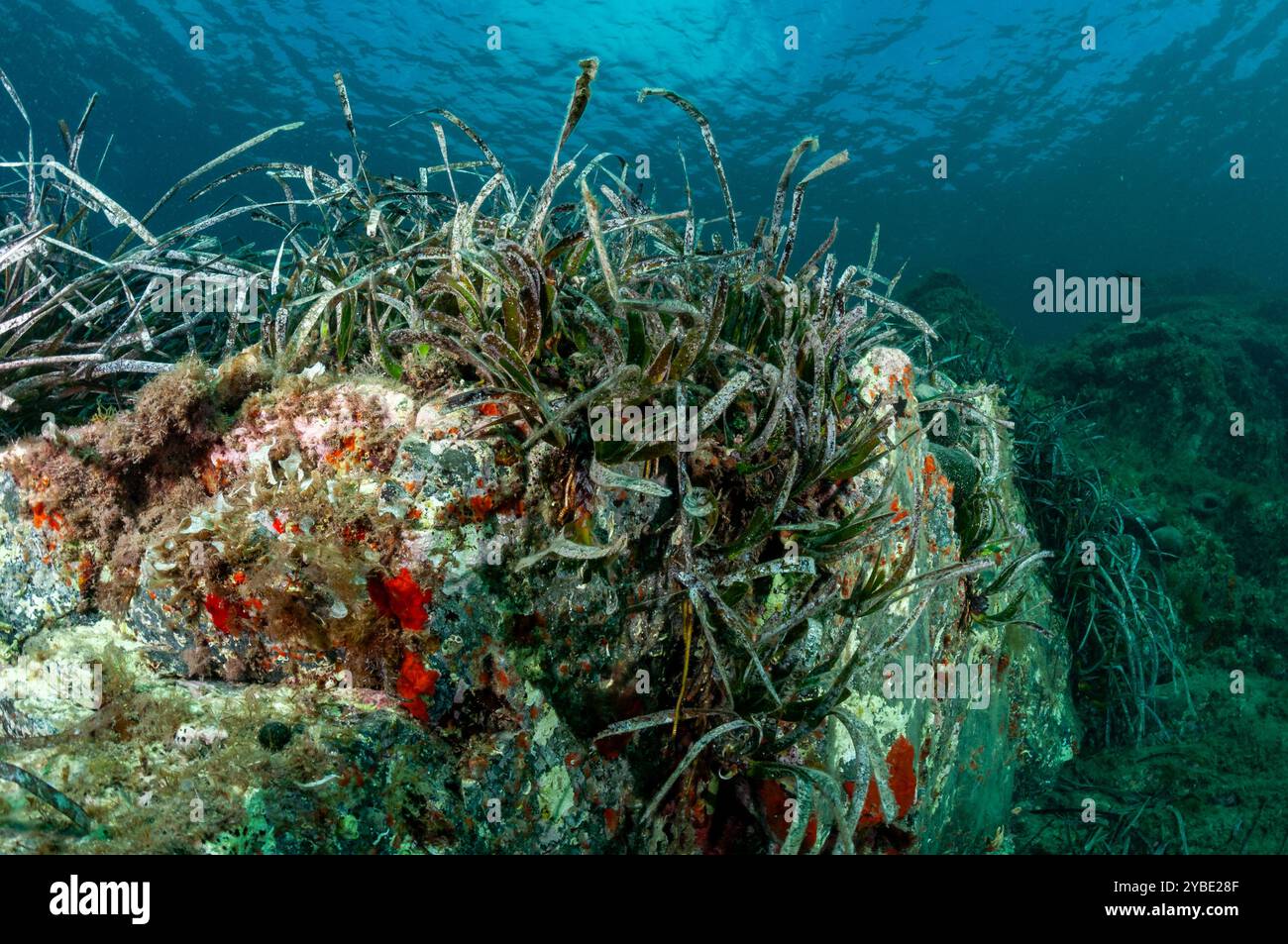 Mediterranean tapeweed, Posidonia oceanica, Cadaques, Costa Brava ...