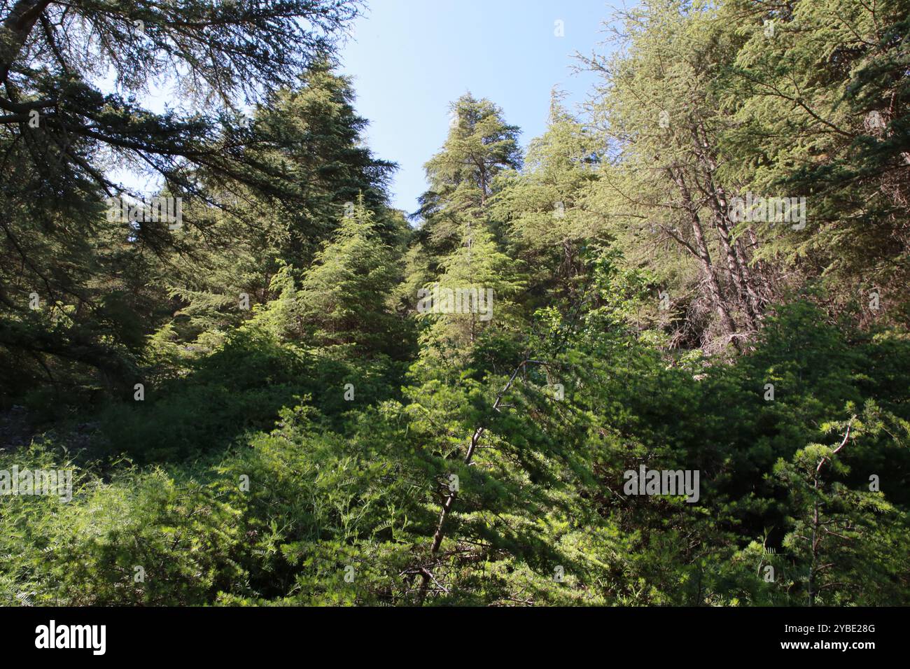 Barouk Cedar Forest, El Chouf, Lebanon Stock Photo - Alamy