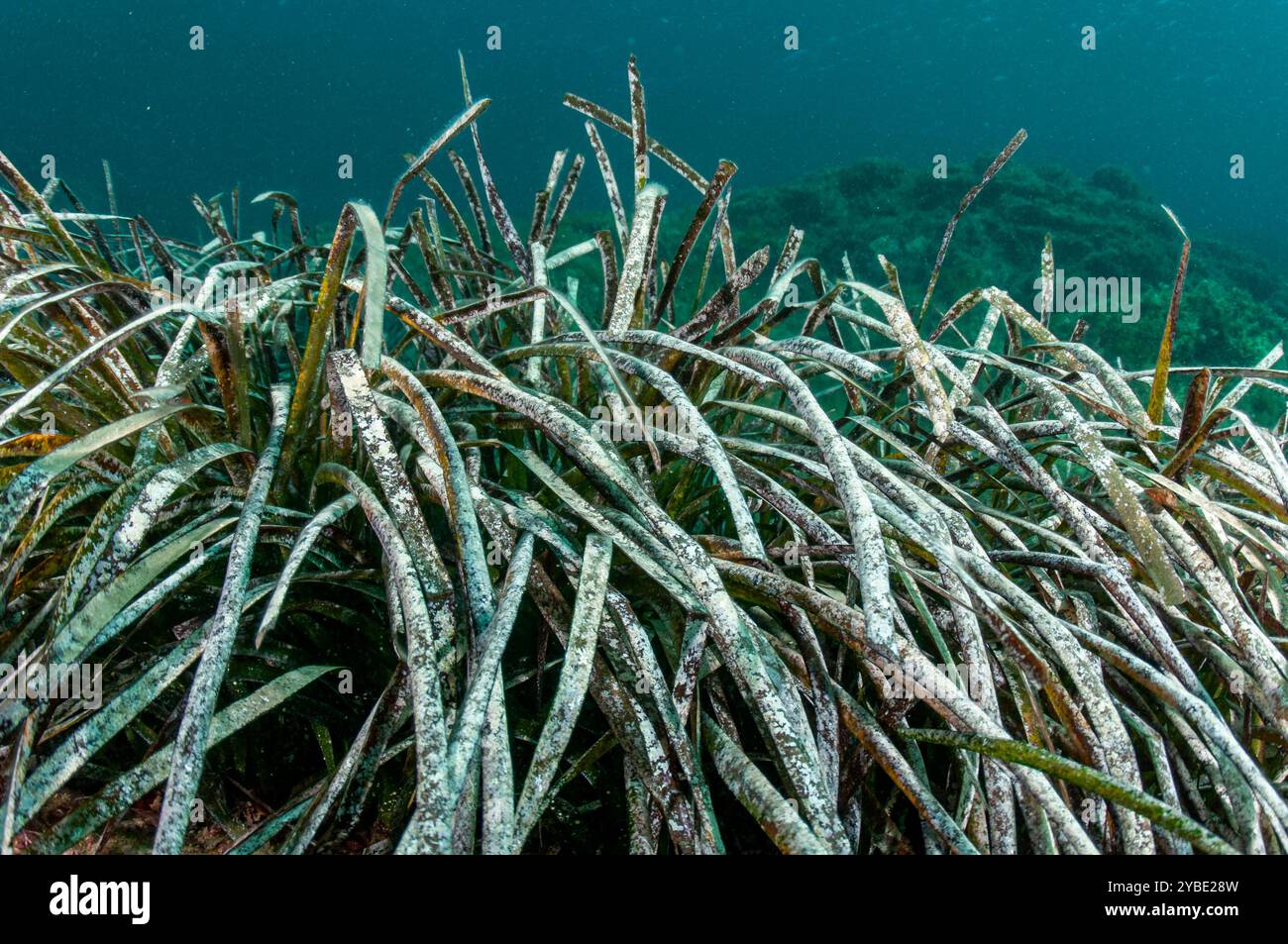 Mediterranean tapeweed, Posidonia oceanica, Cadaques, Costa Brava ...