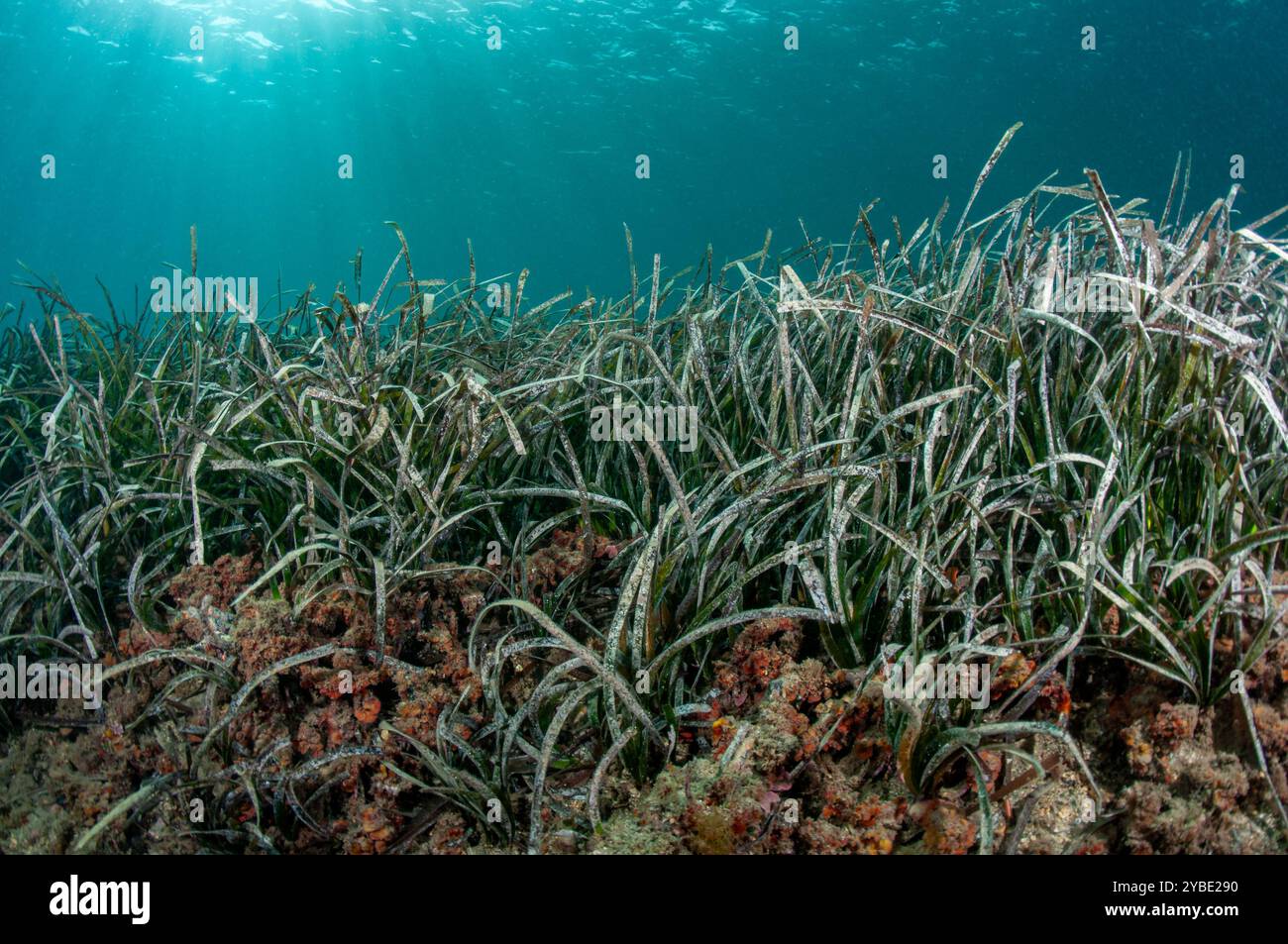 Mediterranean tapeweed, Posidonia oceanica, Cadaques, Costa Brava ...