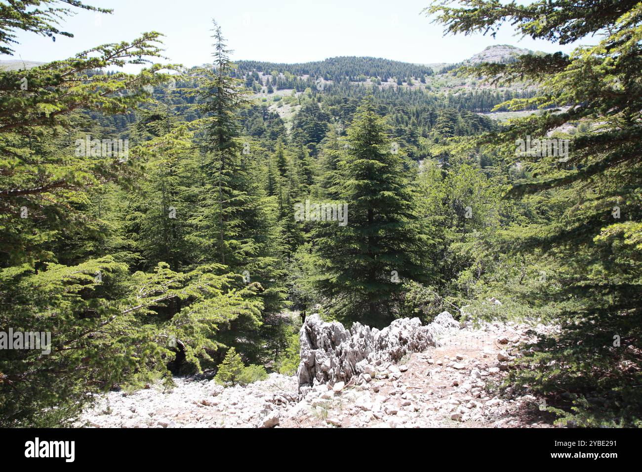 Barouk Cedar Forest, Lebanon Stock Photo - Alamy
