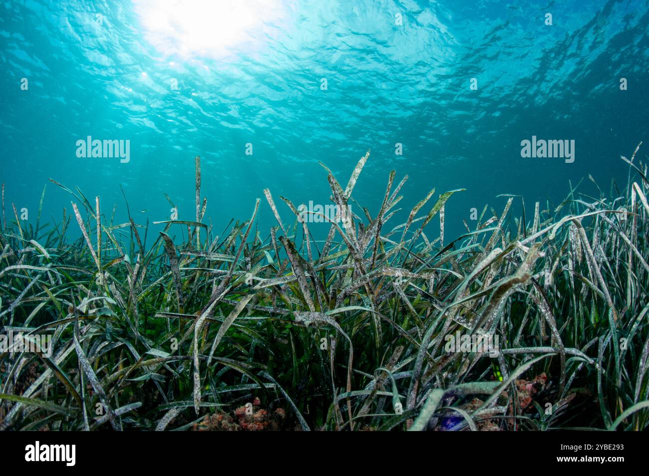 Mediterranean tapeweed, Posidonia oceanica, Cadaques, Costa Brava ...